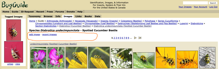 Move tagged images not available - BugGuide.Net